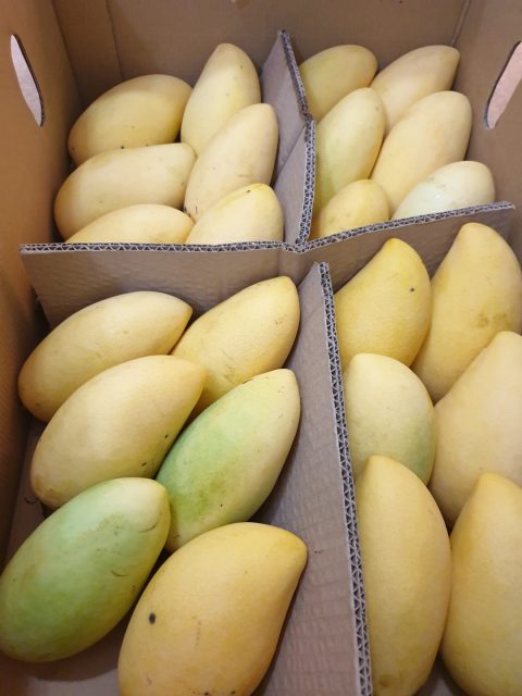 The Biggest Mango Producer in the Philippines | Agrilink. Foodlink. Aqualink